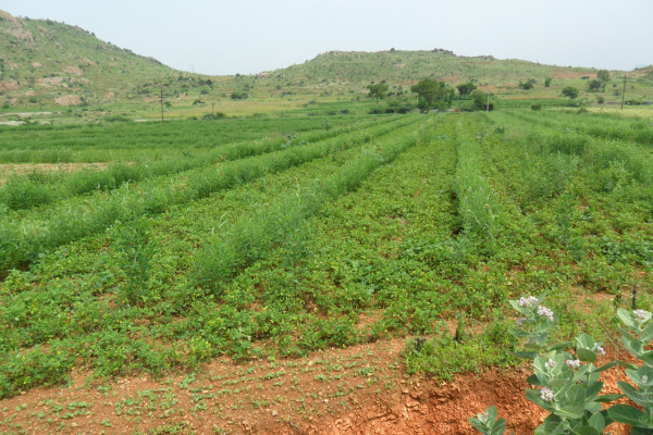 Millets Environment | MilletPlanet