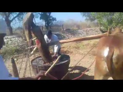 Ganuga/Bull Driven Peanut Oil / Groundnut Oil - Organic Sphere